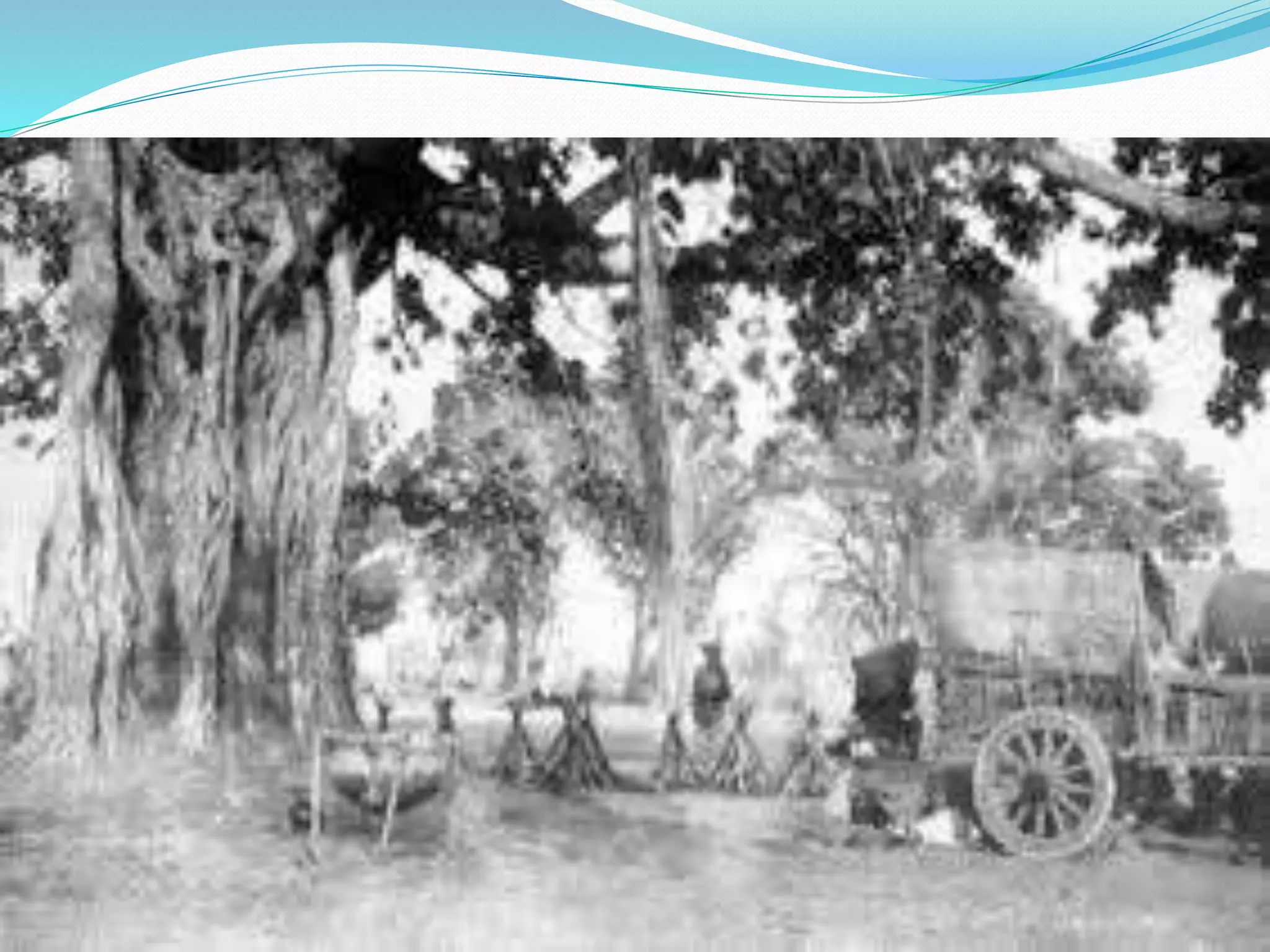 Forest society and colonialism | PPTX