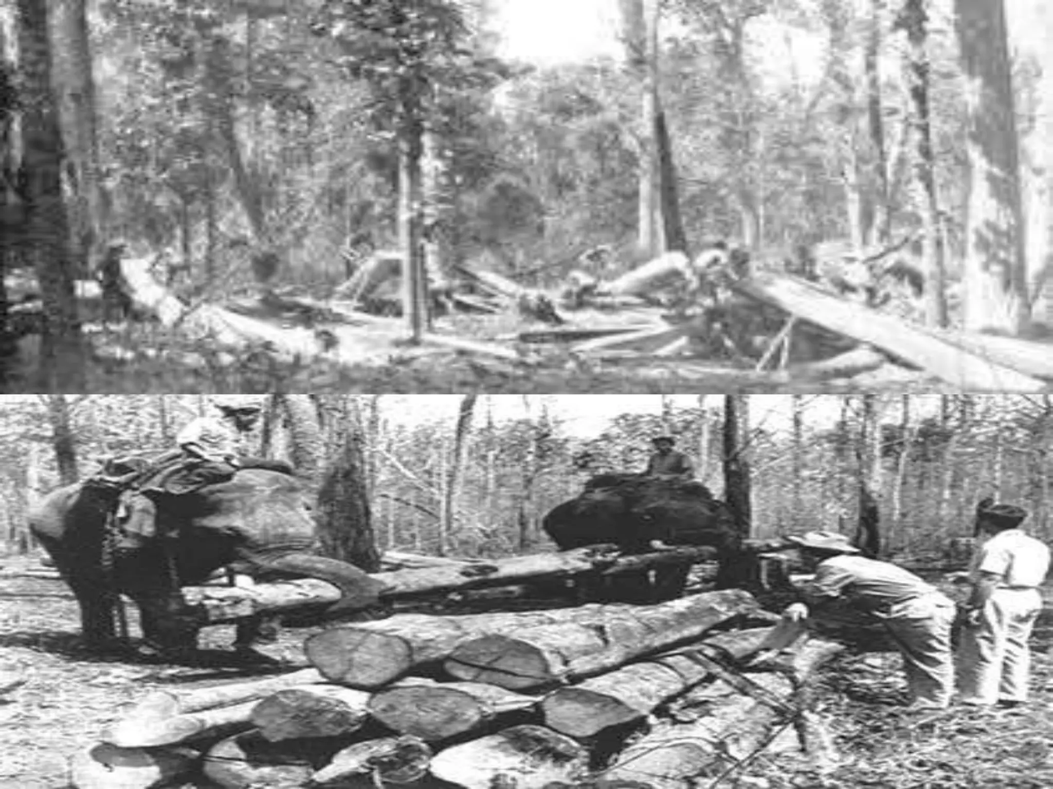 Forest society and colonialism | PPTX