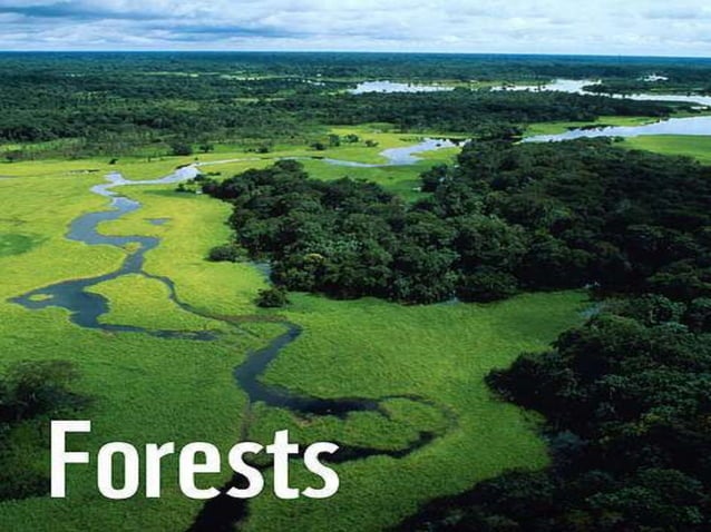 Forest society and colonialism | PPTX | Woodworking | Arts and Crafts
