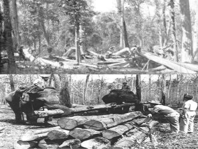 Forest society and colonialism