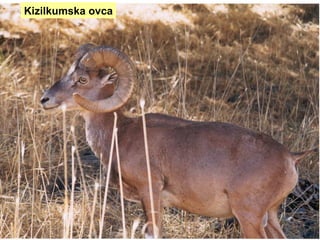 Srednja Azija - Saša Stojanović | PPT