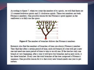 THE FIBONACCI SERIES | PPTX