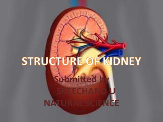 ppt kidney | PPTX