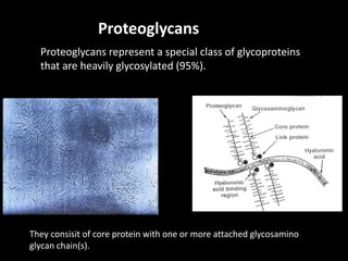 extracellular matrix | PPTX