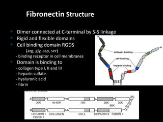 extracellular matrix | PPTX