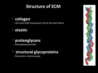 extracellular matrix | PPTX