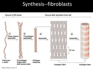 extracellular matrix | PPTX