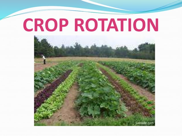 Sreelekshmi (presentation) | PPTX