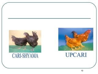 ORGANIC POULTRY FARMING | PPT
