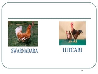 ORGANIC POULTRY FARMING | PPT