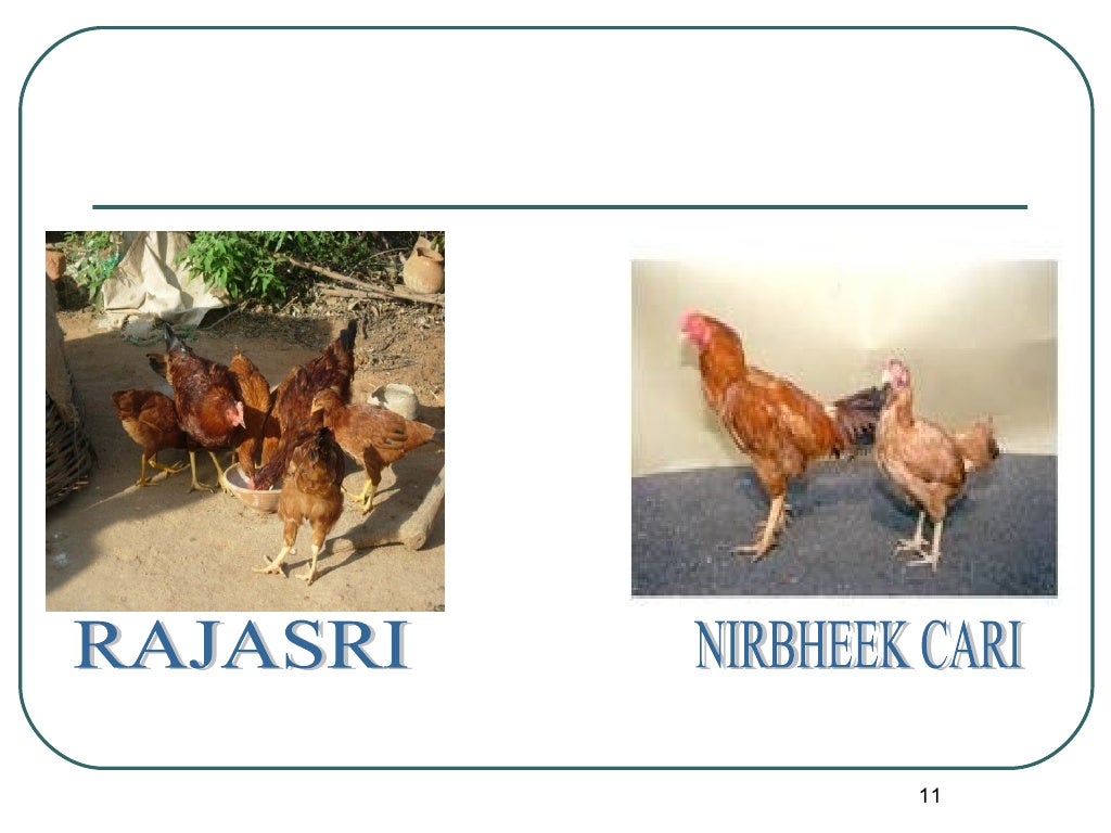 Organic Poultry Farming