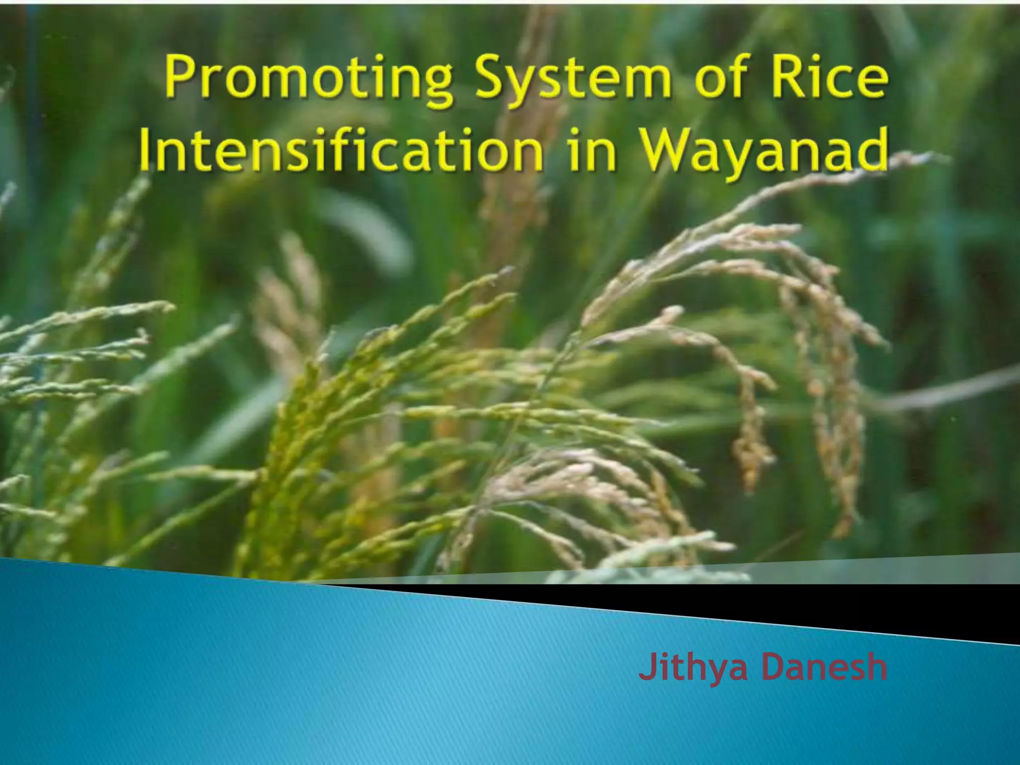 Promoting System of Rice Intensification (SRI) in Wayanad, Kerala | PPTX