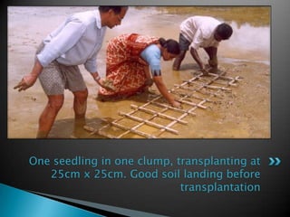 Promoting System of Rice Intensification (SRI) in Wayanad, Kerala | PPTX