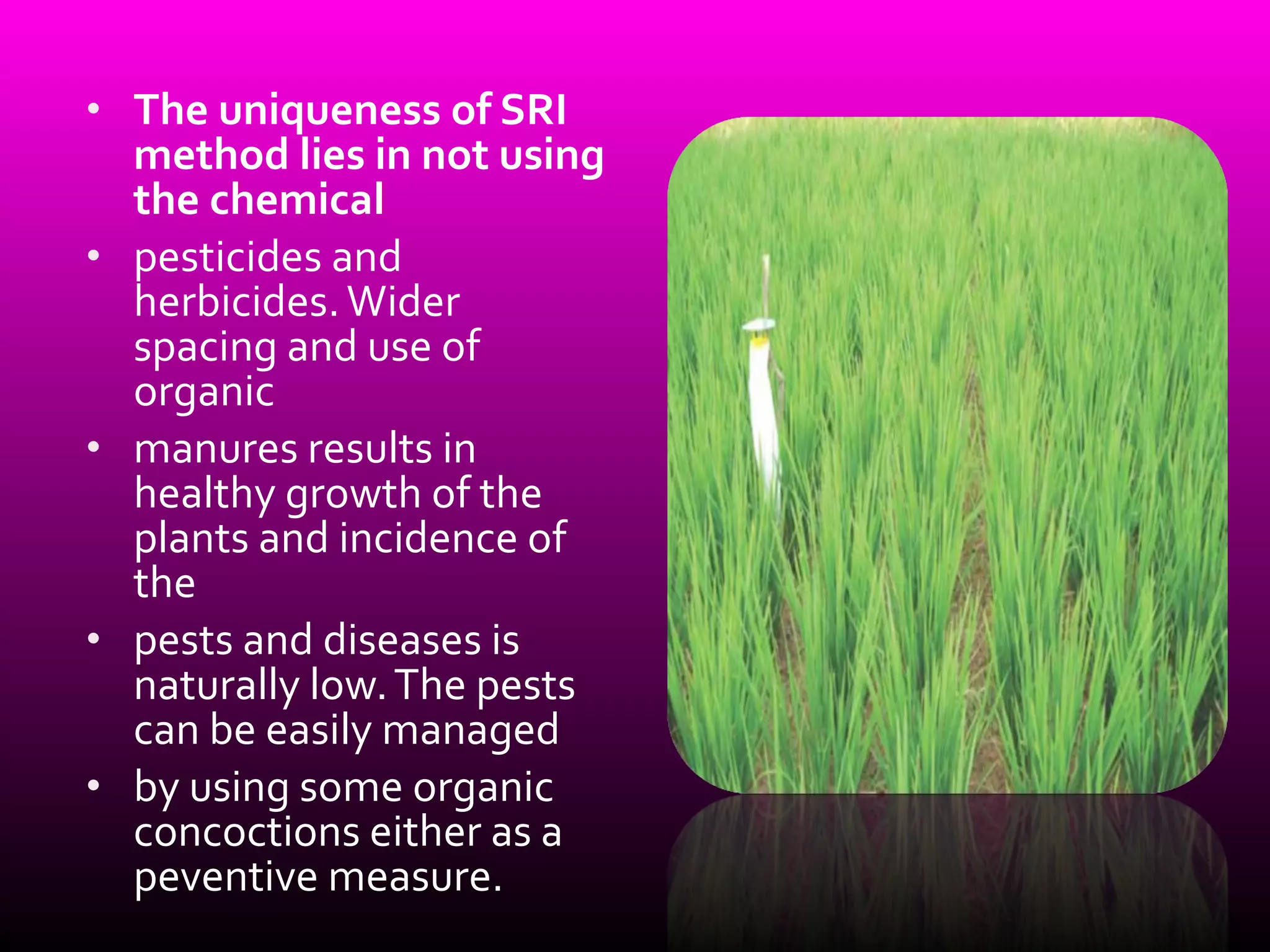 System of rice intensification, a sustainable method to increase crop ...