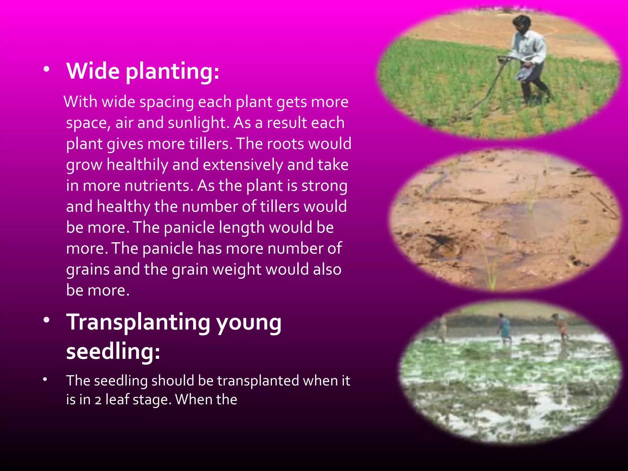 System of rice intensification, a sustainable method to increase crop ...