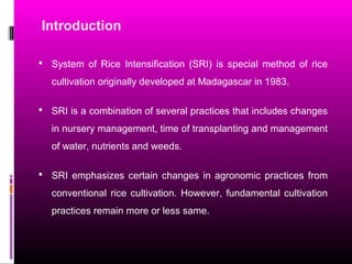 System of rice intensification, a sustainable method to increase crop ...