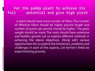 System of rice intensification, a sustainable method to increase crop ...