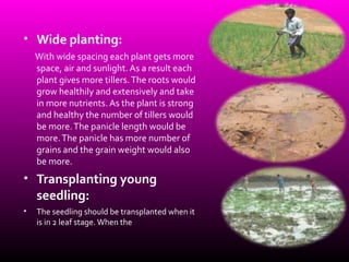 System of rice intensification, a sustainable method to increase crop ...