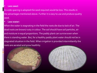 System of rice intensification, a sustainable method to increase crop ...
