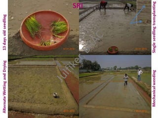 System of Rice Intensification (SRI) | PPTX