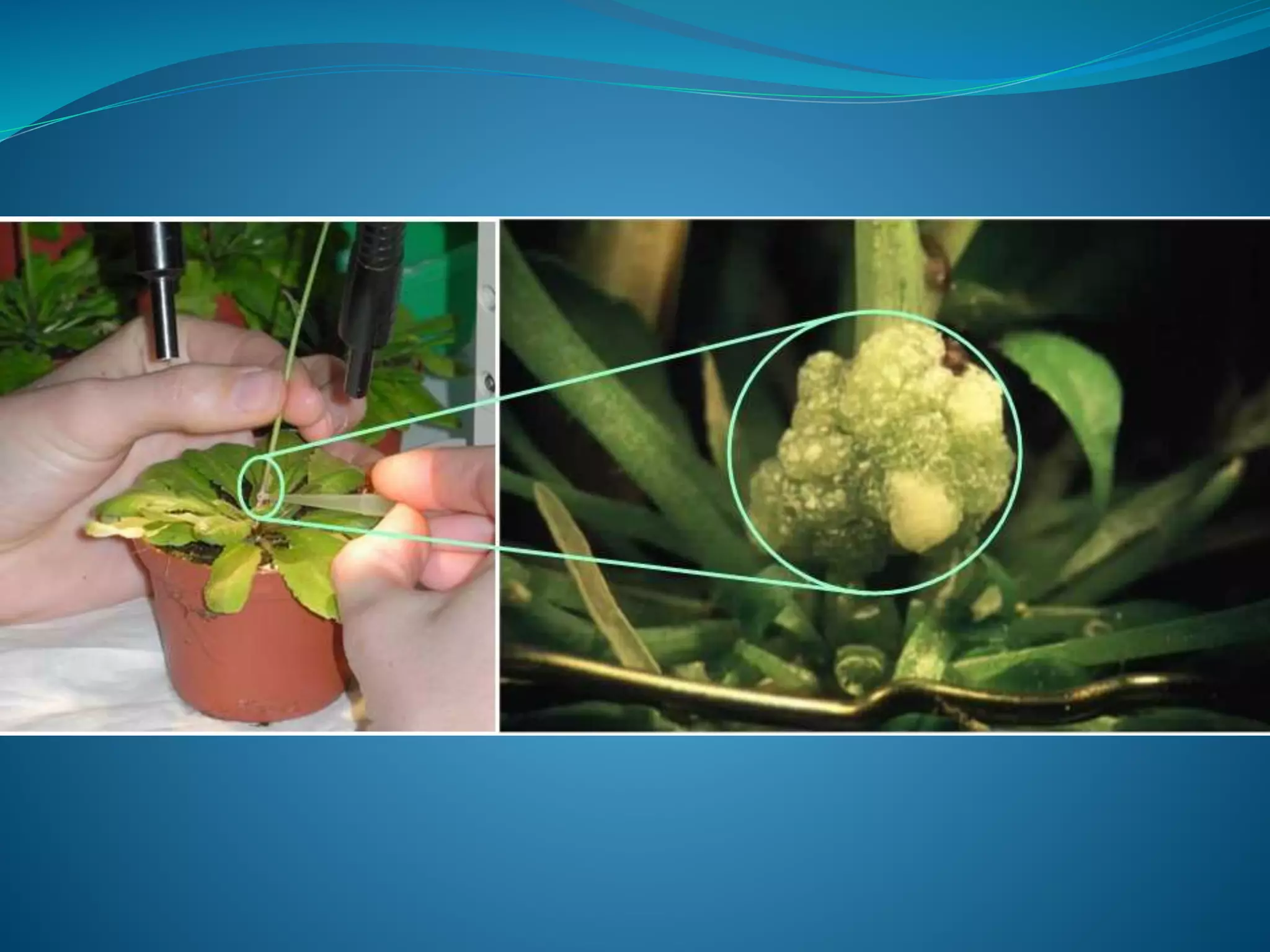 Agrobacterium mediated Transformation in rice | PPTX