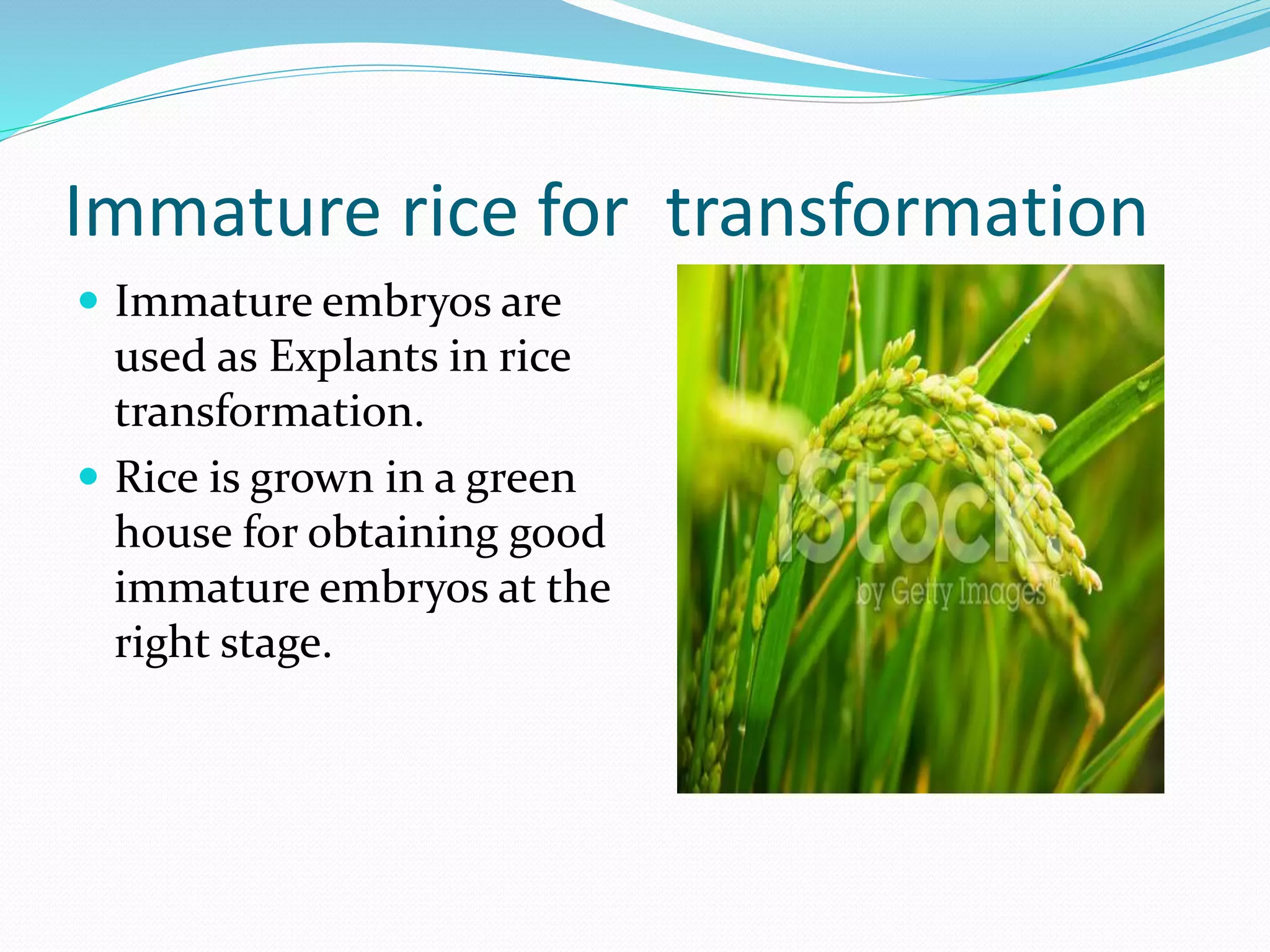 Agrobacterium mediated Transformation in rice | PPTX