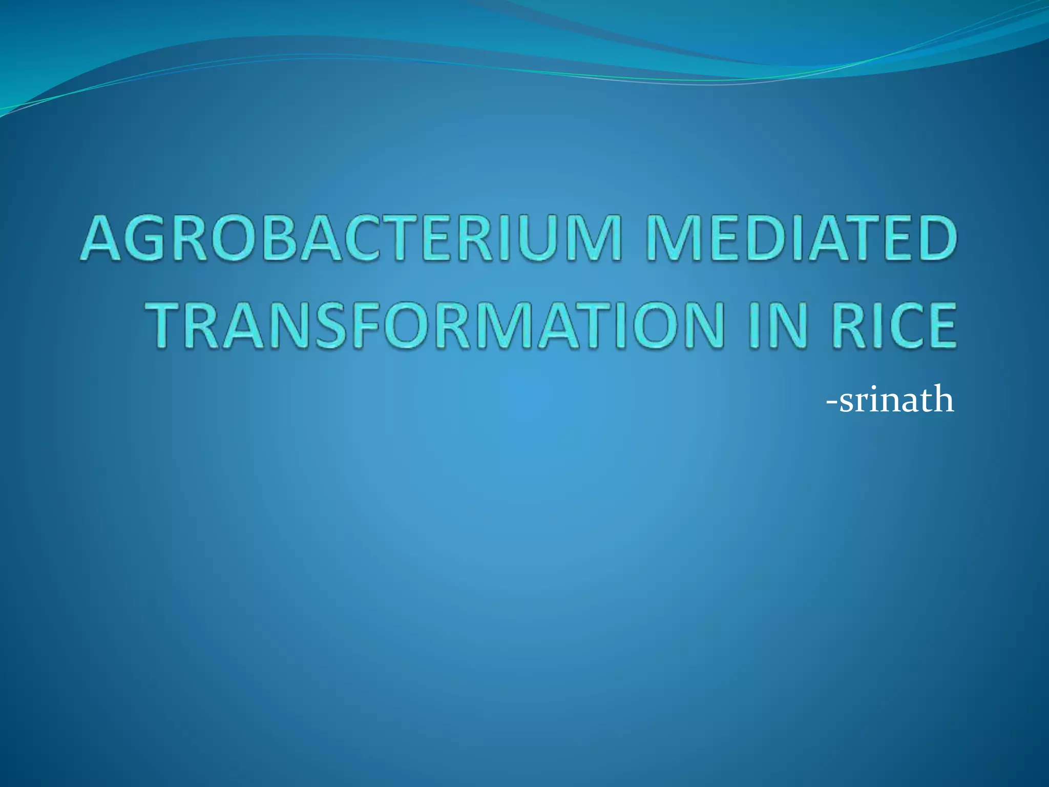 Agrobacterium Mediated Transformation In Rice Pptx