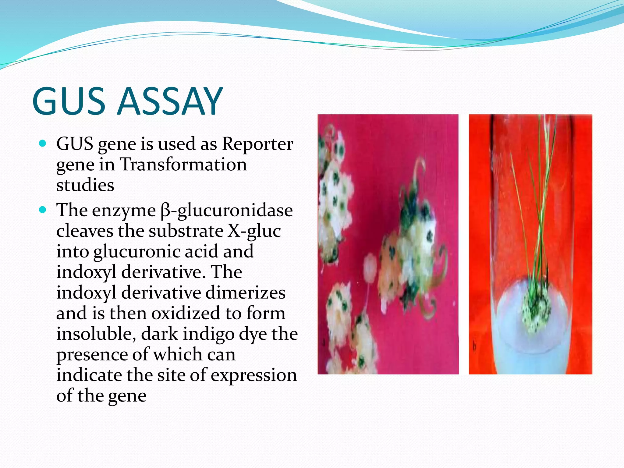 Agrobacterium mediated Transformation in rice | PPTX