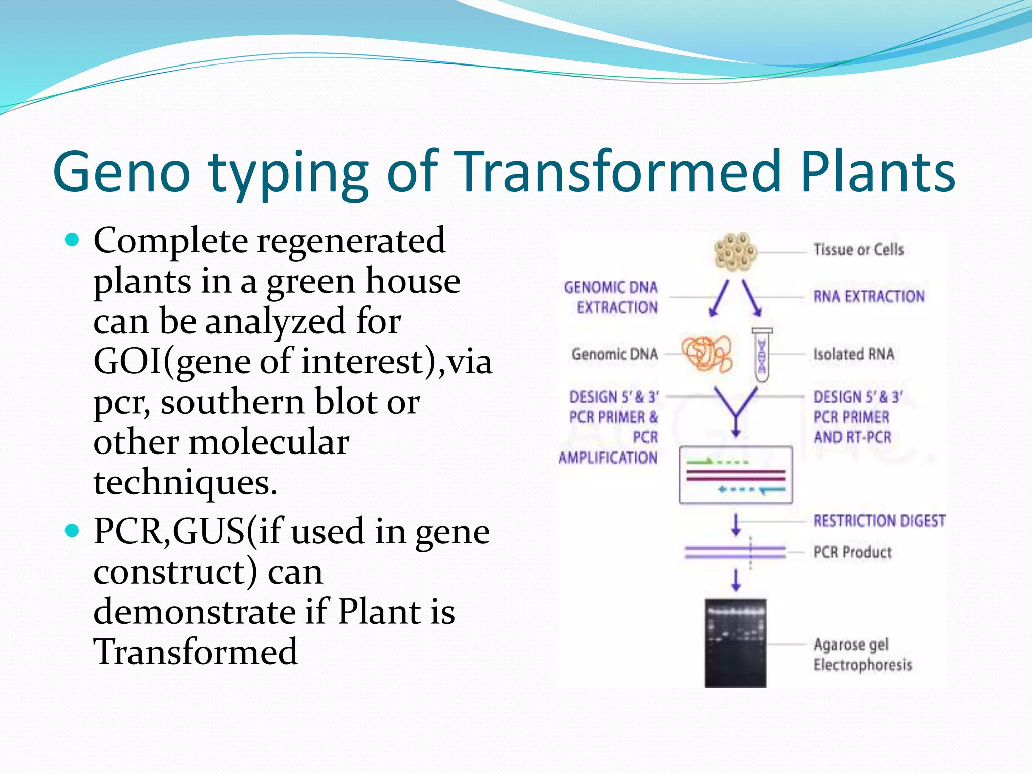 Agrobacterium mediated Transformation in rice | PPTX
