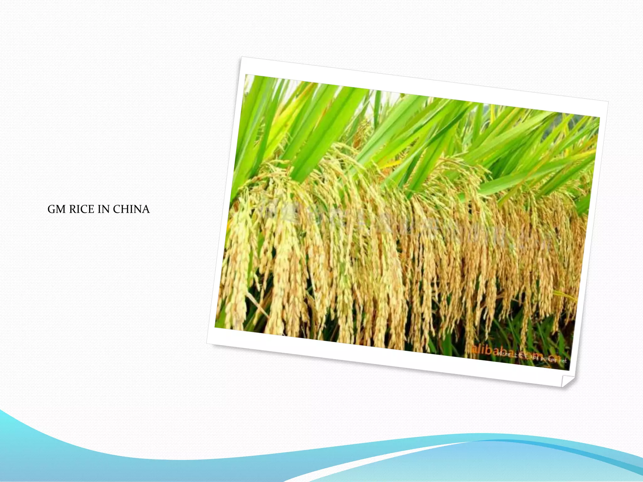 Agrobacterium mediated Transformation in rice | PPTX