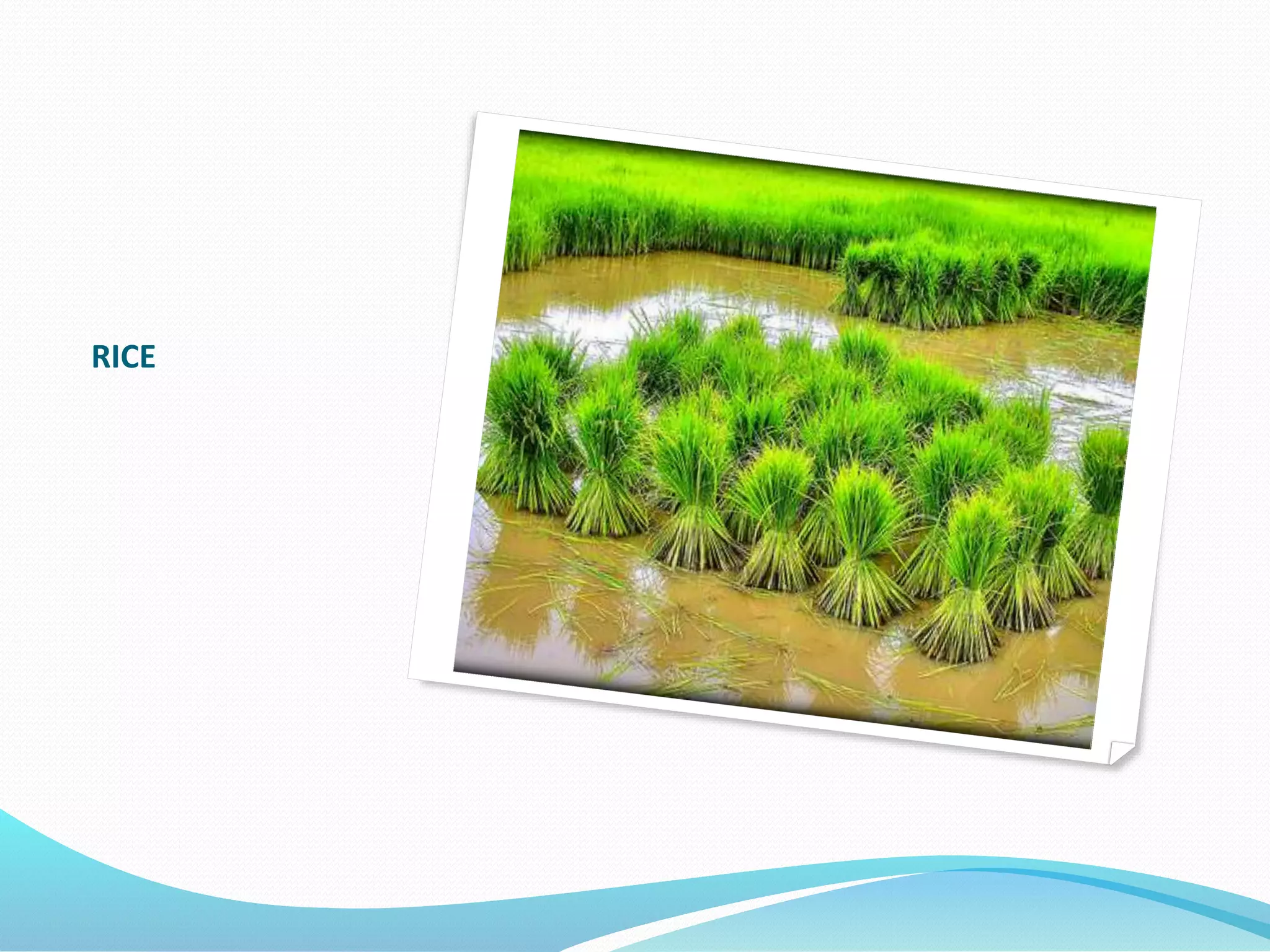 Agrobacterium mediated Transformation in rice | PPTX