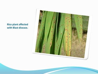 Agrobacterium mediated Transformation in rice | PPTX