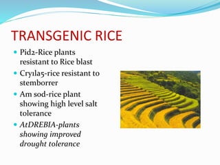 Agrobacterium mediated Transformation in rice | PPTX