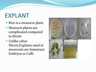 Agrobacterium mediated Transformation in rice | PPTX