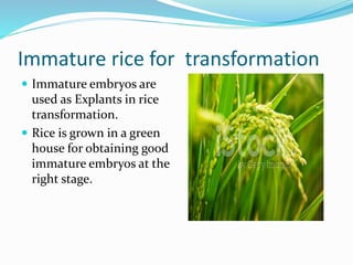 Agrobacterium mediated Transformation in rice | PPTX