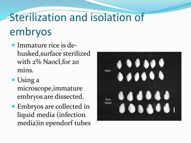 Agrobacterium mediated Transformation in rice | PPT