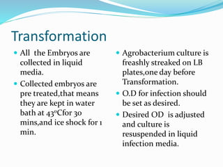 Agrobacterium mediated Transformation in rice | PPTX