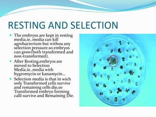 Agrobacterium mediated Transformation in rice | PPTX