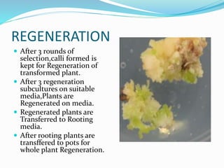 Agrobacterium mediated Transformation in rice | PPTX