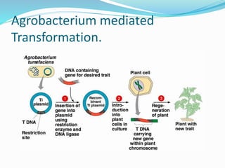 Agrobacterium mediated Transformation in rice | PPTX