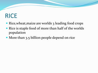 Agrobacterium mediated Transformation in rice | PPTX