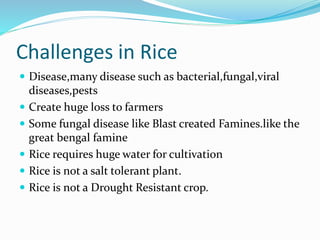 Agrobacterium mediated Transformation in rice | PPTX