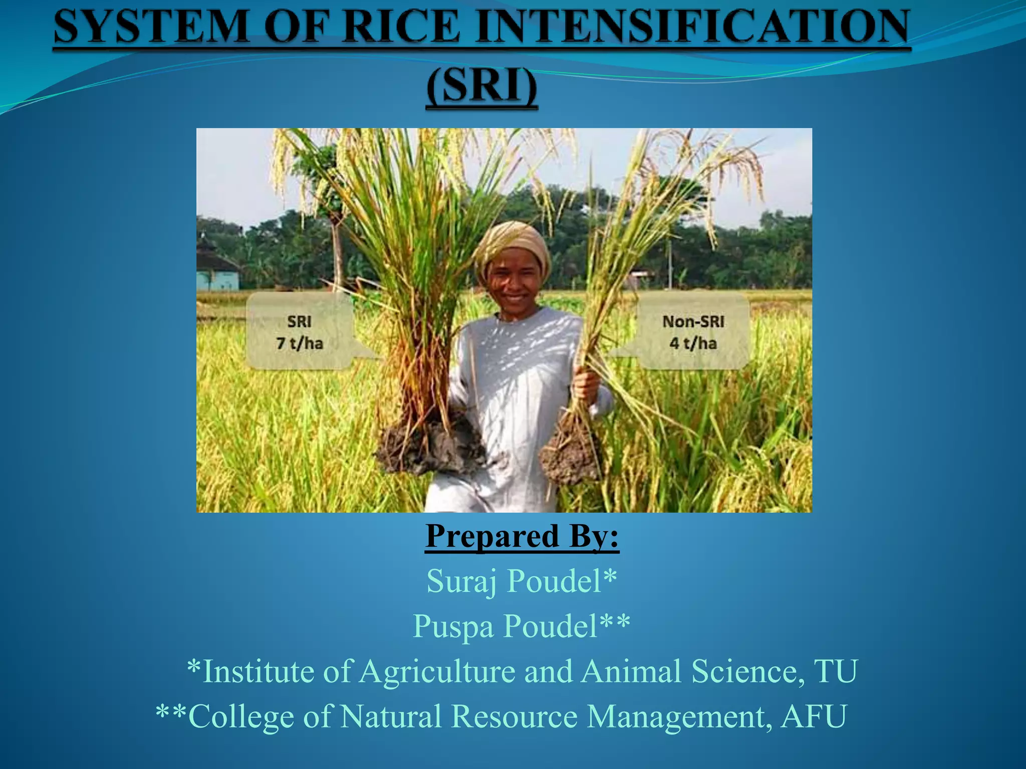 System Of Rice Intensification Sri Pptx Agriculture Industries