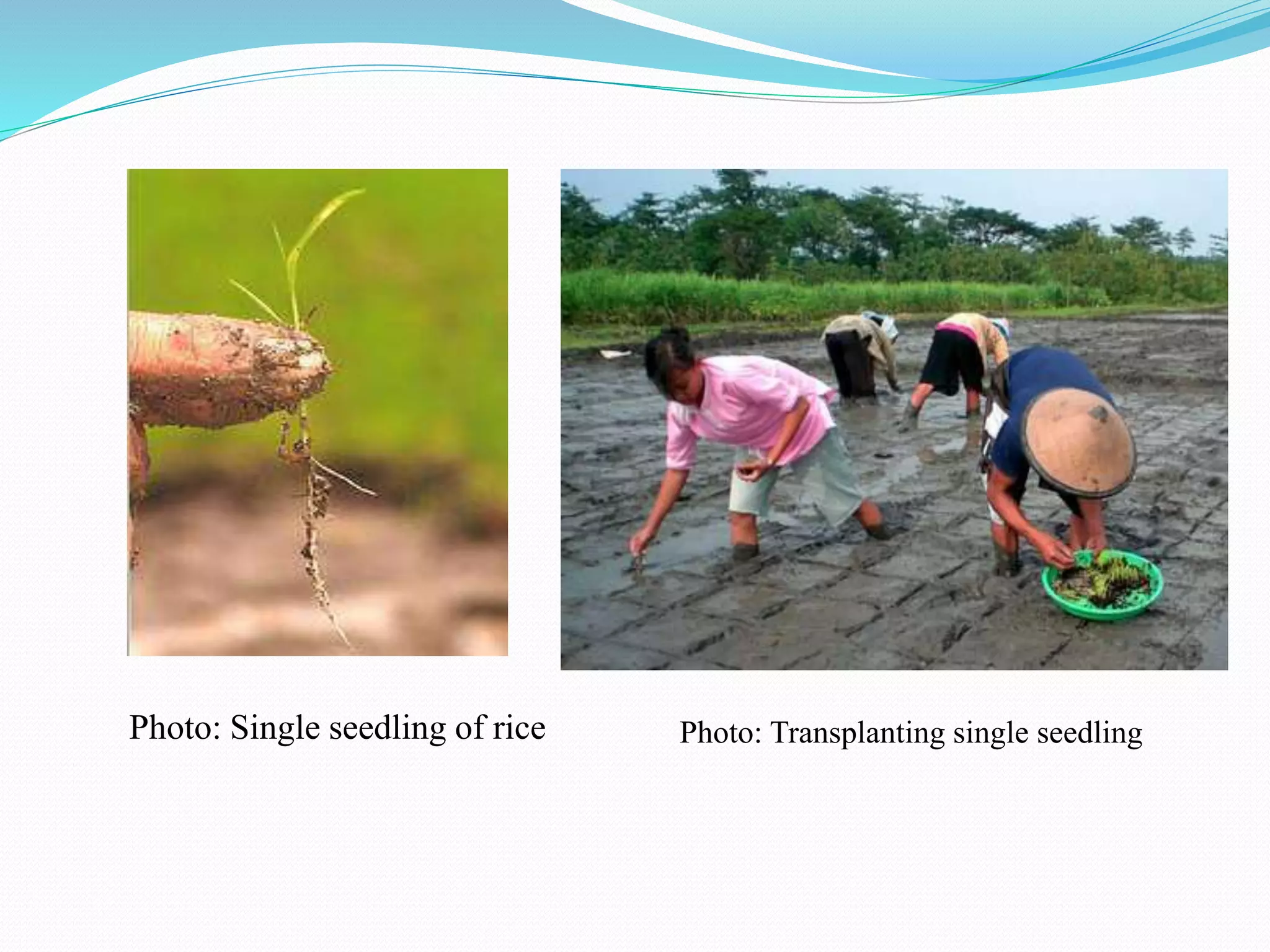 System of rice Intensification (SRI) | PPTX