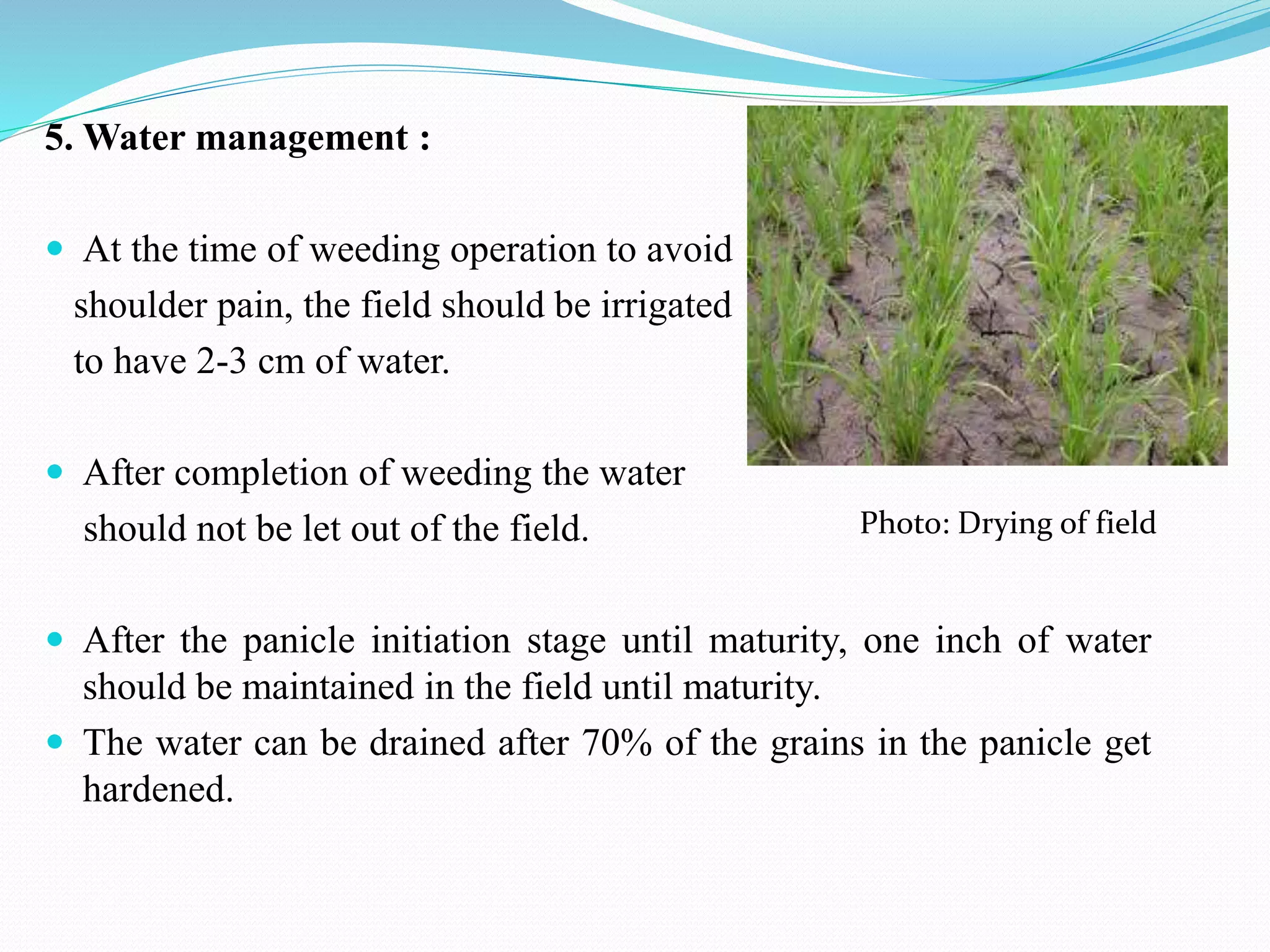 System of rice Intensification (SRI) | PPTX