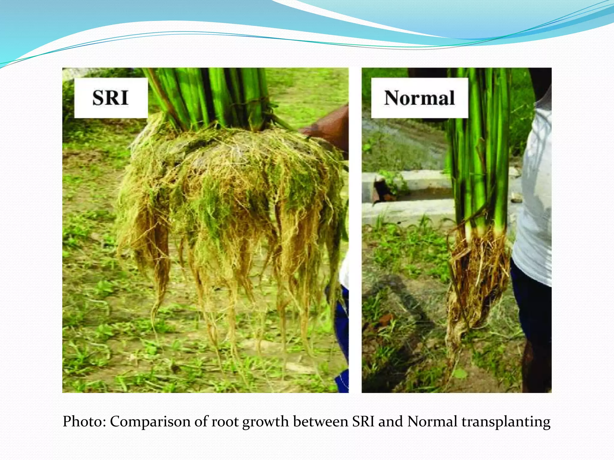 System Of Rice Intensification Sri Pptx Agriculture Industries