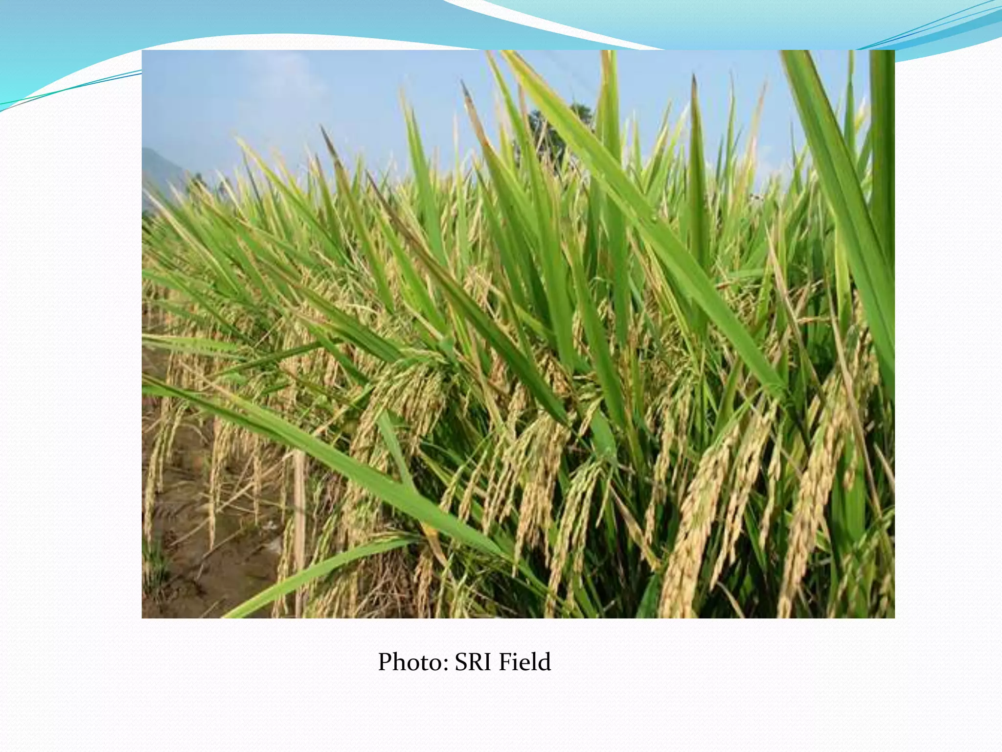 System of rice Intensification (SRI) | PPTX