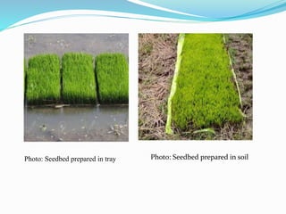 System of rice Intensification (SRI) | PPTX