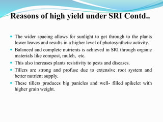 System of rice Intensification (SRI) | PPTX