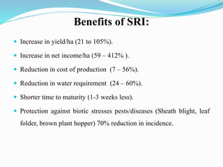 System of rice Intensification (SRI) | PPTX